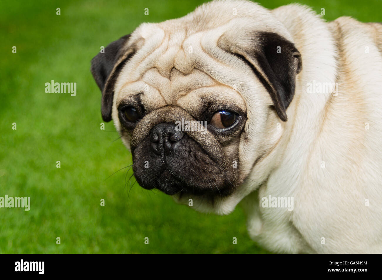 A pug dog outdoors on a lawn Stock Photo - Alamy