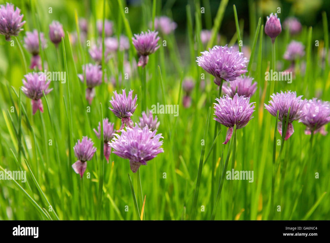 Purple chives hi-res stock photography and images - Alamy