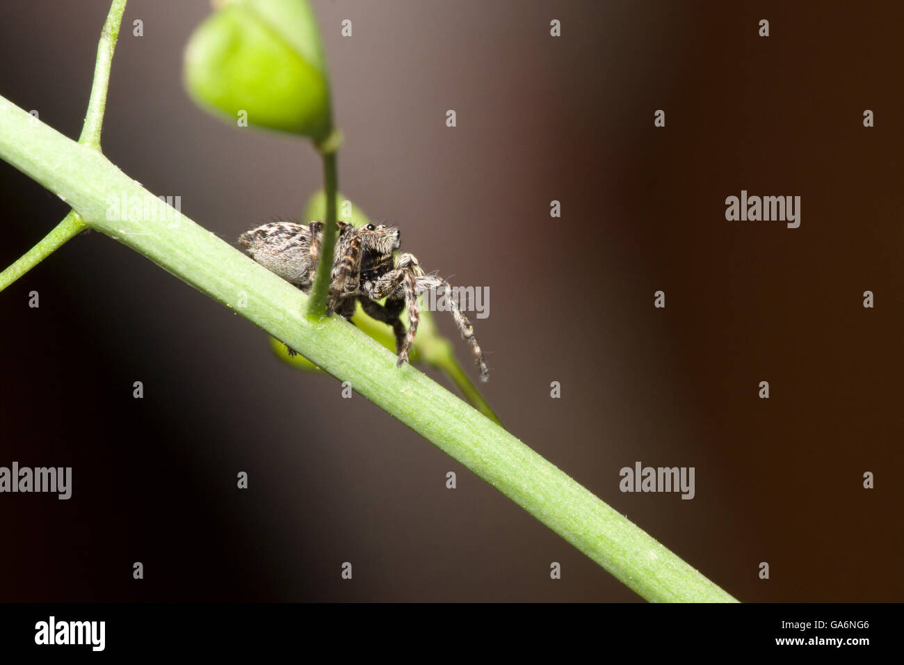 jumper spider photographed very close up in their habitat Stock Photo ...