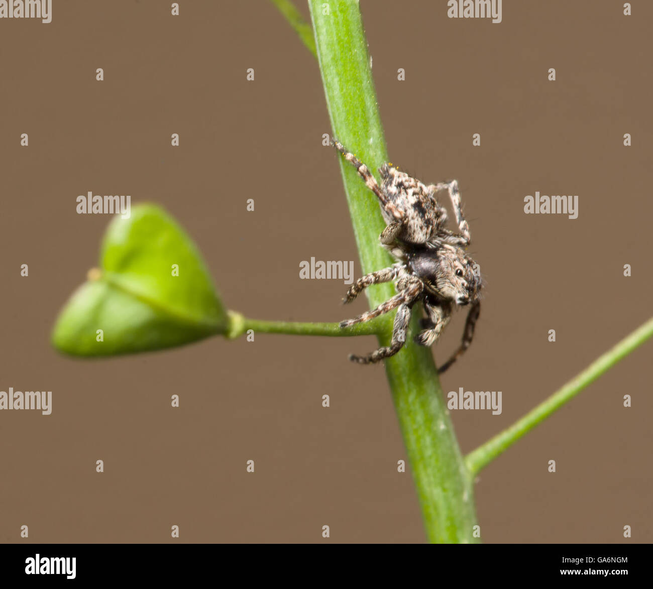 jumper spider photographed very close up in their habitat Stock Photo ...