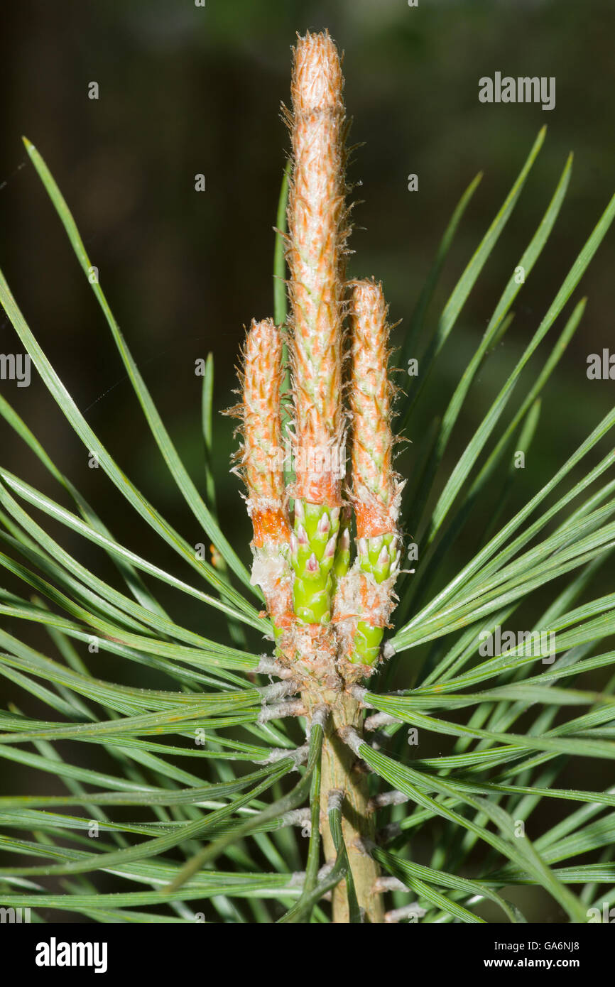 young sprout of fir needles with stretches up Stock Photo - Alamy