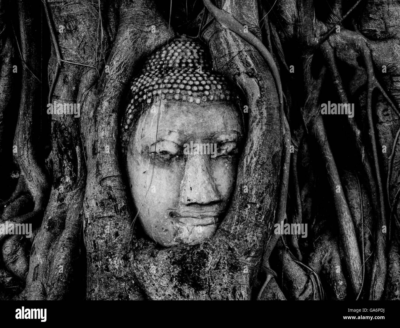 Buddha head encased in tree at Wat Mahathat Ayutthaya thailand Stock ...