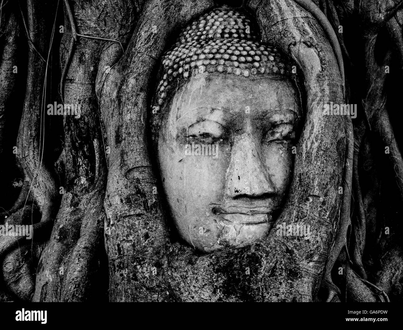 Buddha head encased in tree at Wat Mahathat Ayutthaya thailand Stock ...