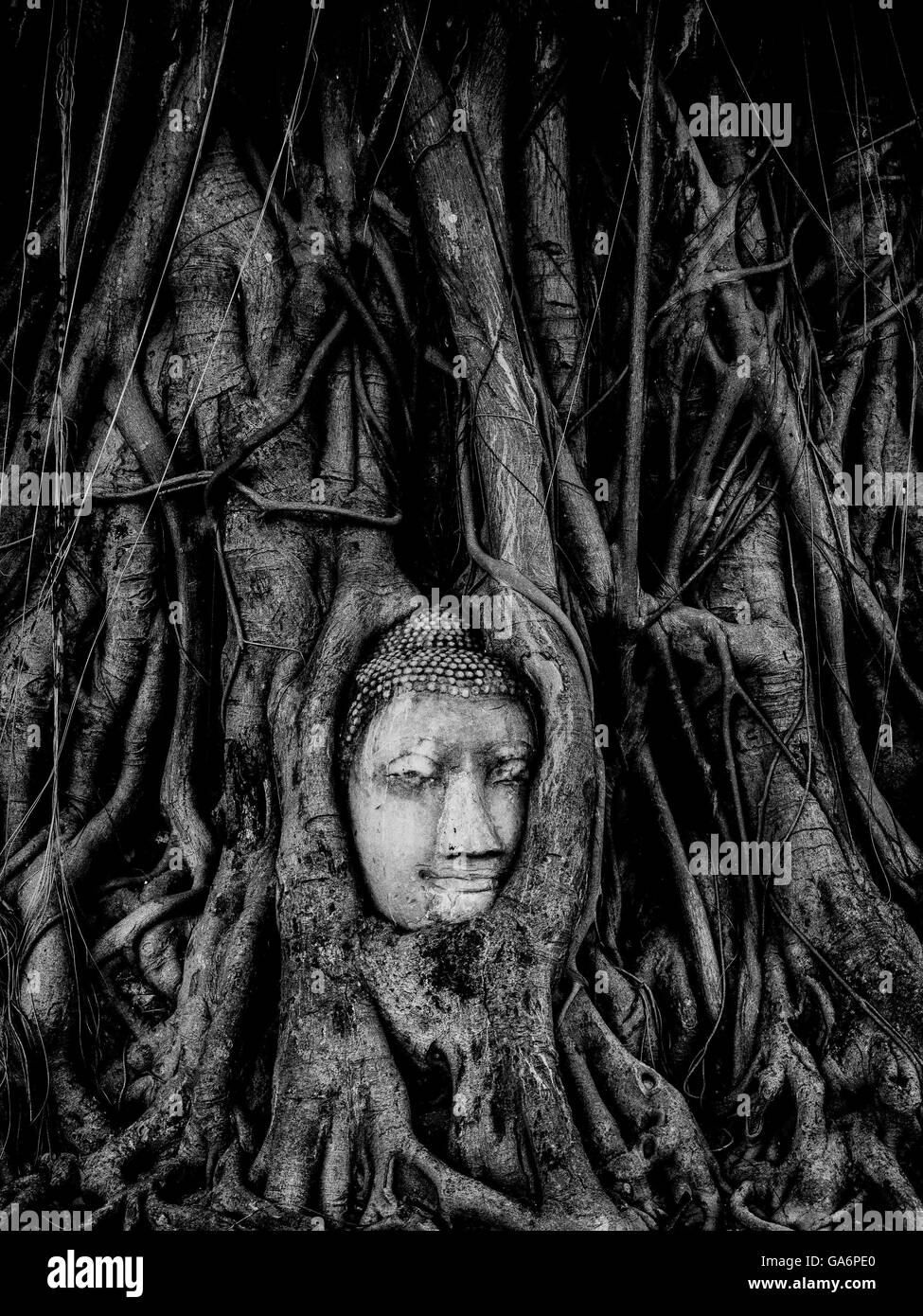 Buddha head encased in tree Wat Mahathat Ayutthaya thailand Stock Photo ...