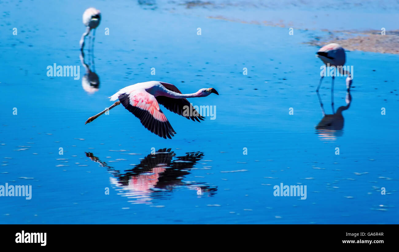 Flamingo taking flight Stock Photo - Alamy