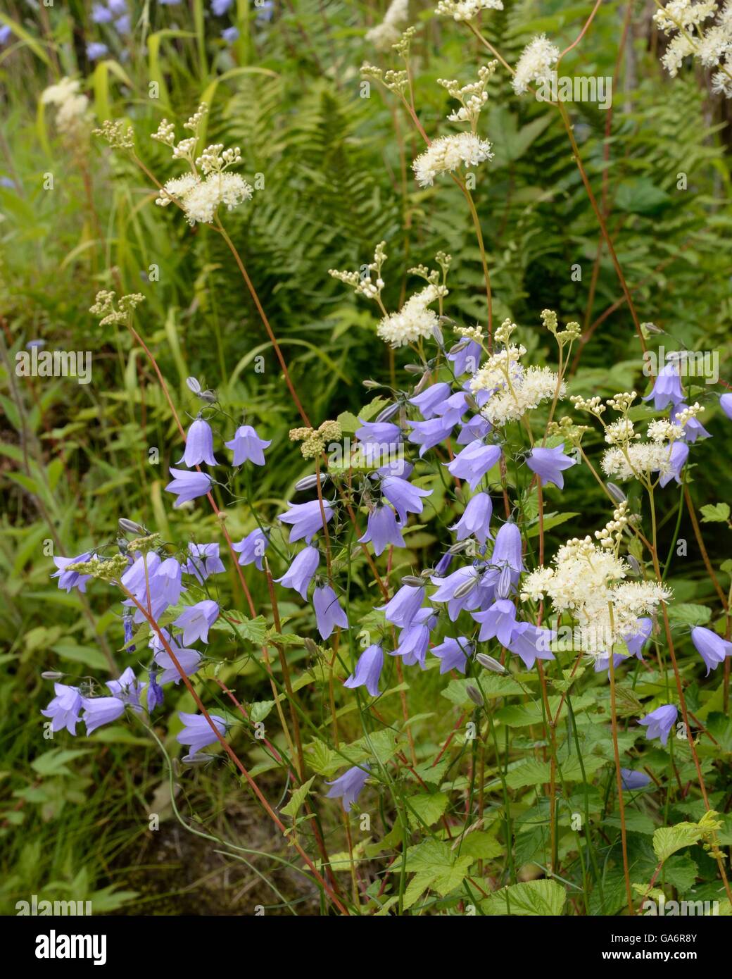 Scottish bluebells (Harebell) growing wild. Campanula rotundifolia ...