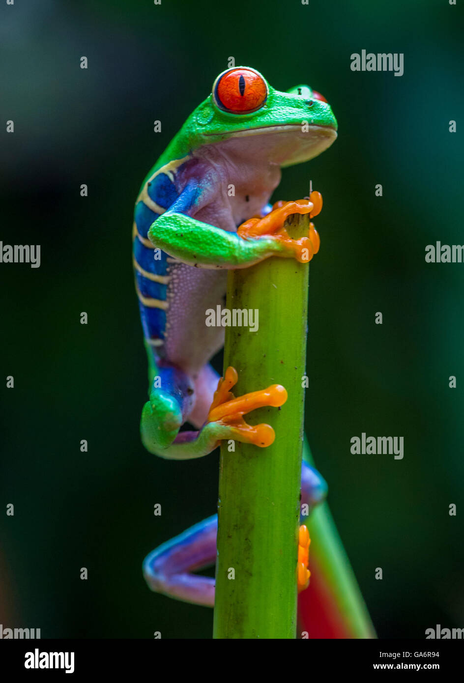 Red-Eyed Tree Frog in costa rican rain forest Stock Photo - Alamy