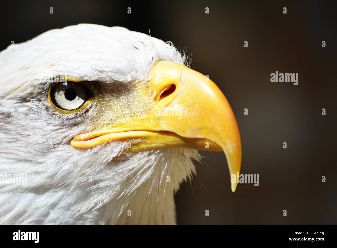 American bald eagle close-up Stock Photo - Alamy