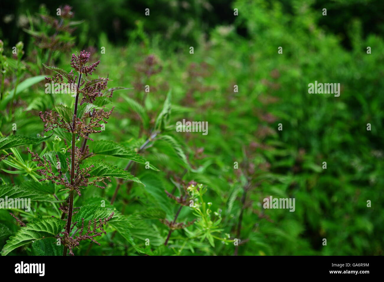 flower of common stinging nettle Stock Photo - Alamy