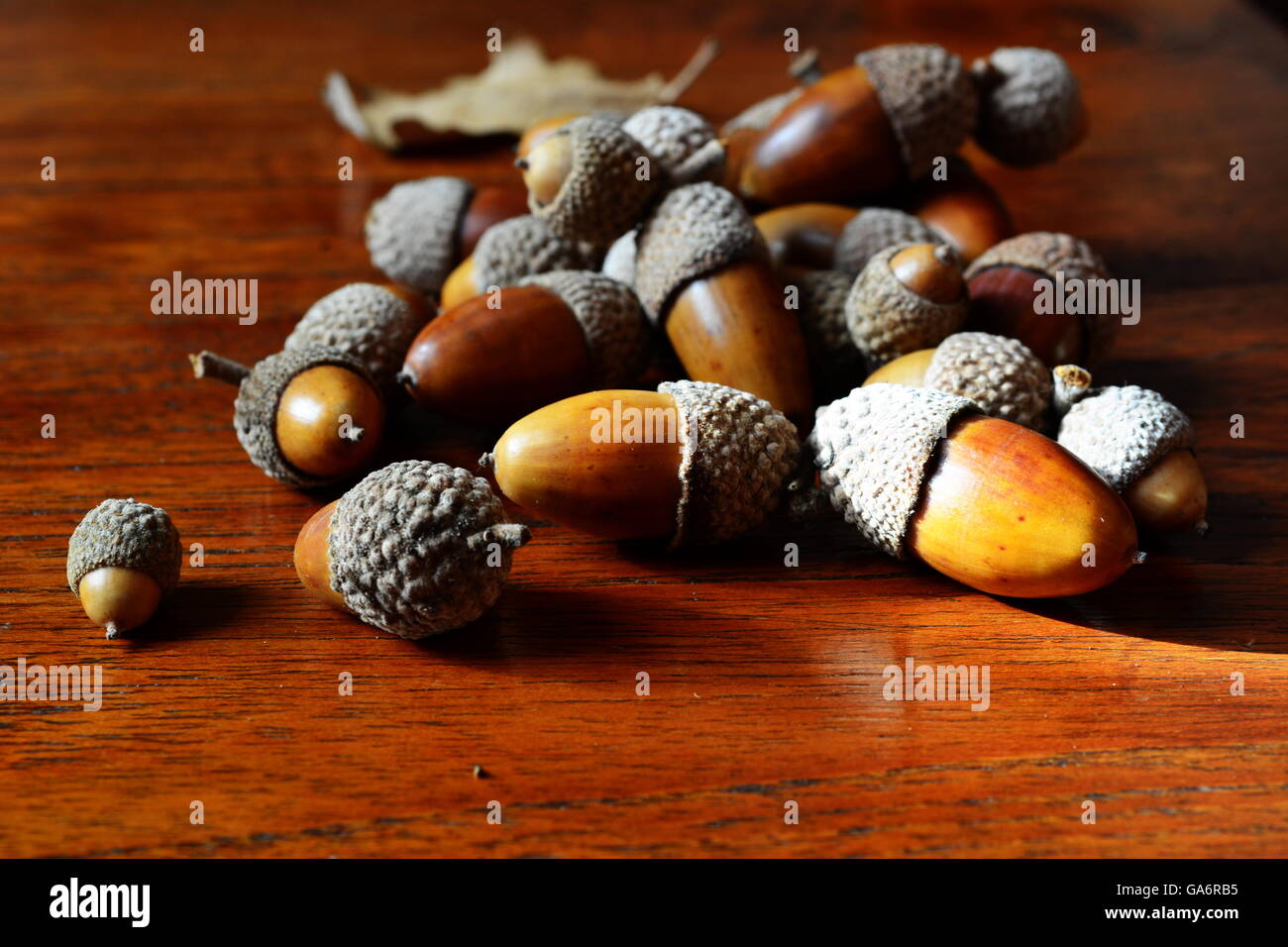 Acorn tree hi-res stock photography and images - Alamy
