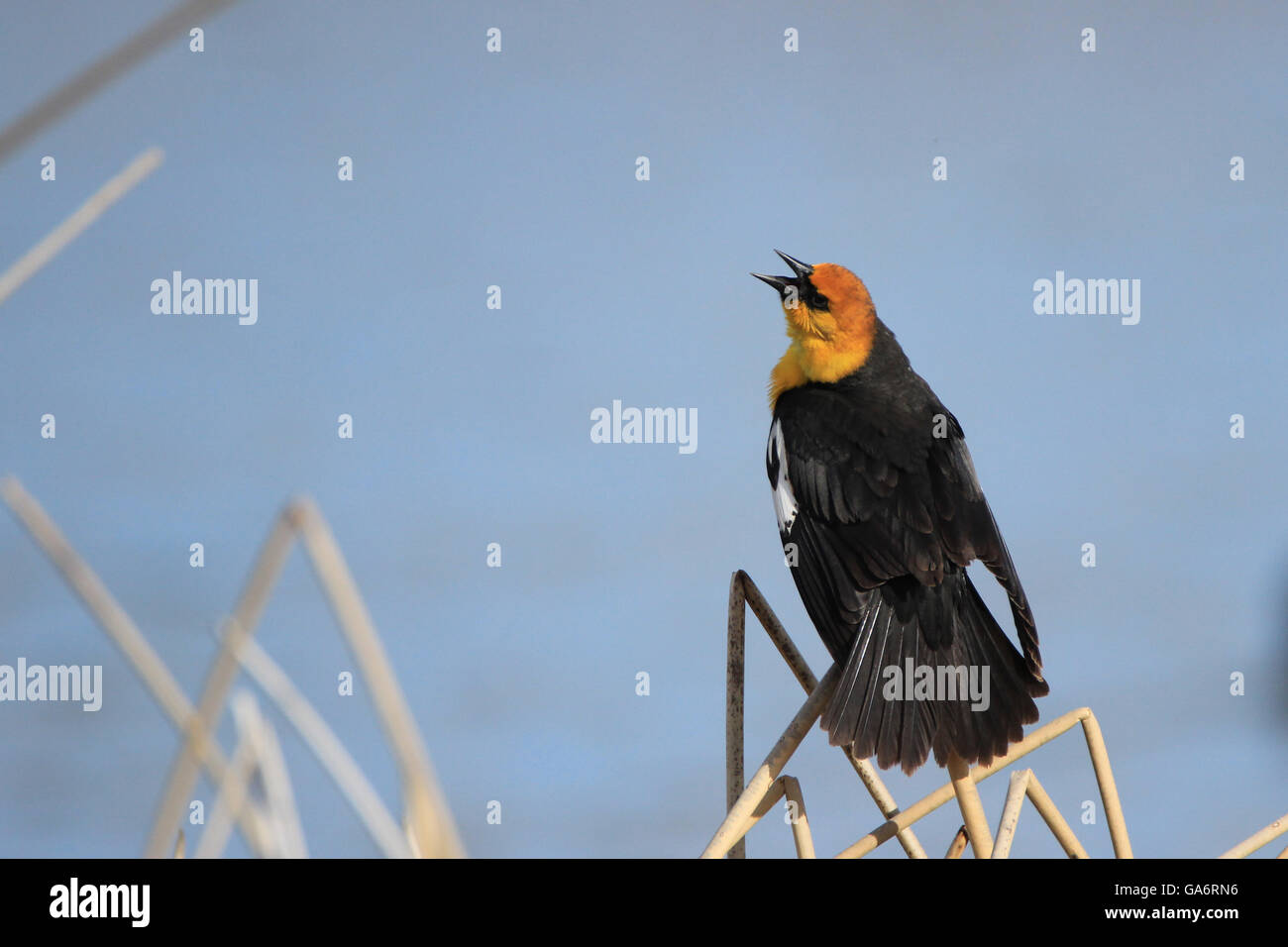 Sassy bird hi-res stock photography and images - Alamy