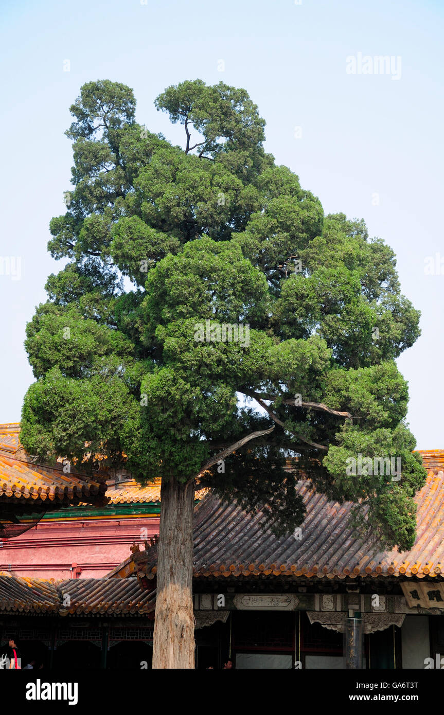 Chinese cypress hi-res stock photography and images - Alamy