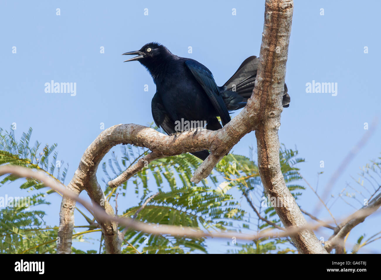 Greater antillian grackle hi-res stock photography and images - Alamy