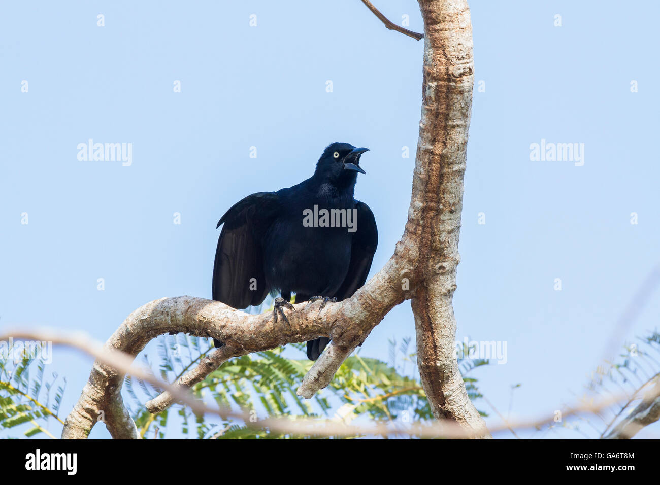 Antillian hi-res stock photography and images - Alamy
