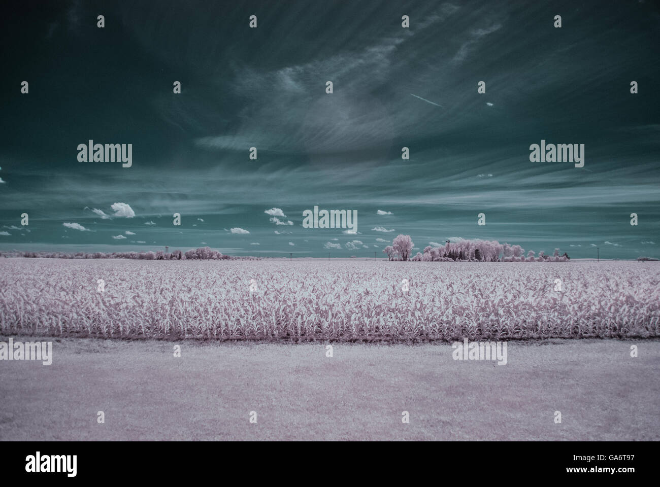 Corn field surreal hi-res stock photography and images - Alamy
