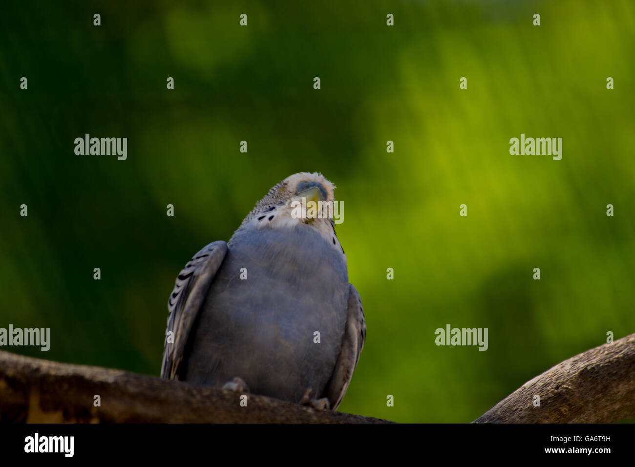 Closeup of a bird Stock Photo - Alamy