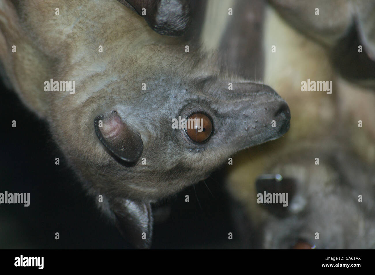 Bat close up hi-res stock photography and images - Alamy