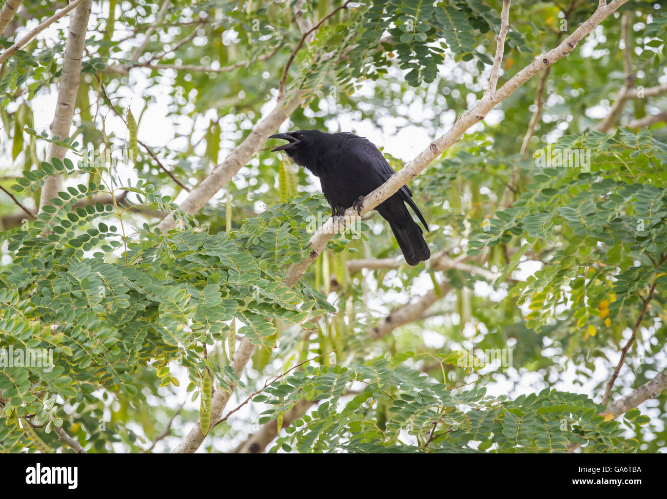 Cuban crow (Corvus nasicus) perched on tree branch, Zapata Peninsula ...