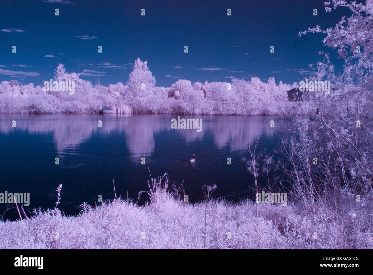Infra red photo at a park Stock Photo - Alamy