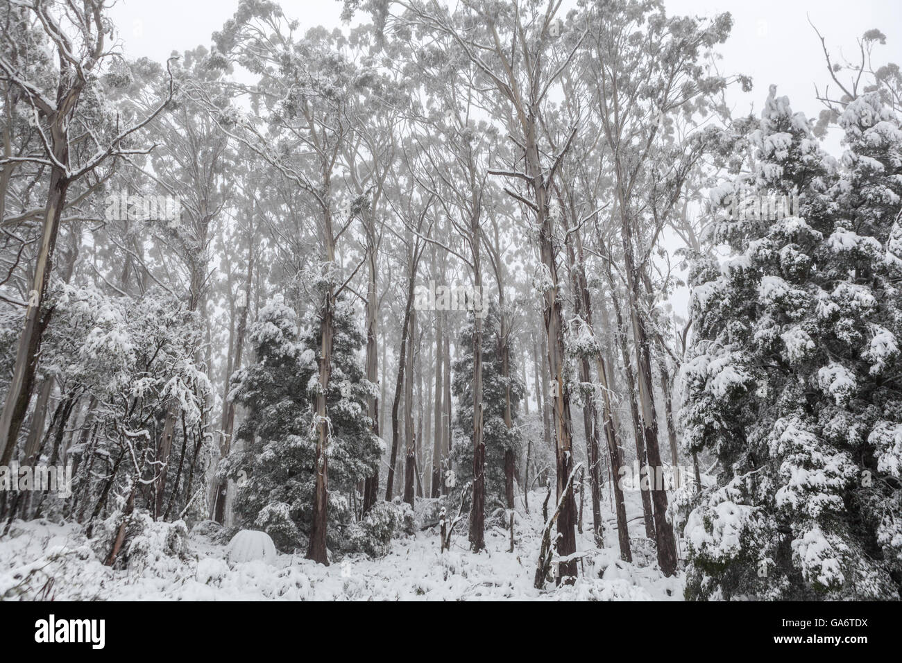 Snow covered eucalyptus trees in Australian forest. Mount Donna Buang ...