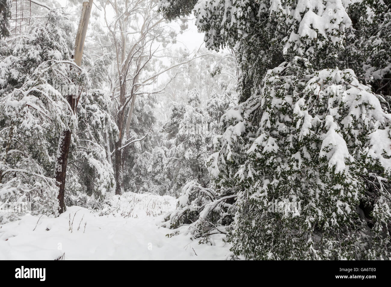 Snow Gum Eucalyptus High Resolution Stock Photography and Images - Alamy