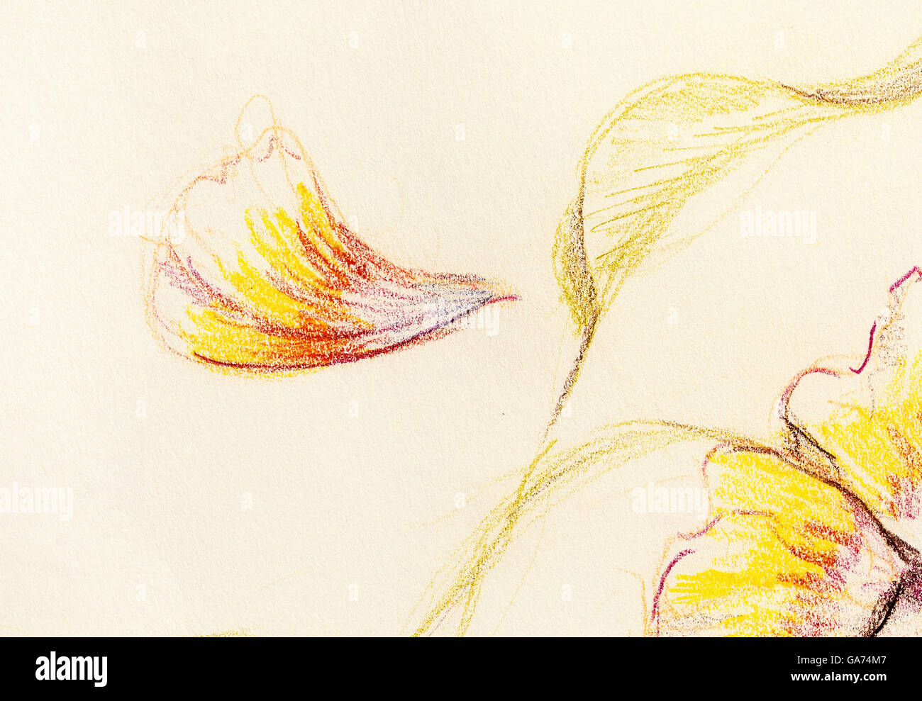 Color drawing flower. Original hand draw on paper Stock Photo - Alamy