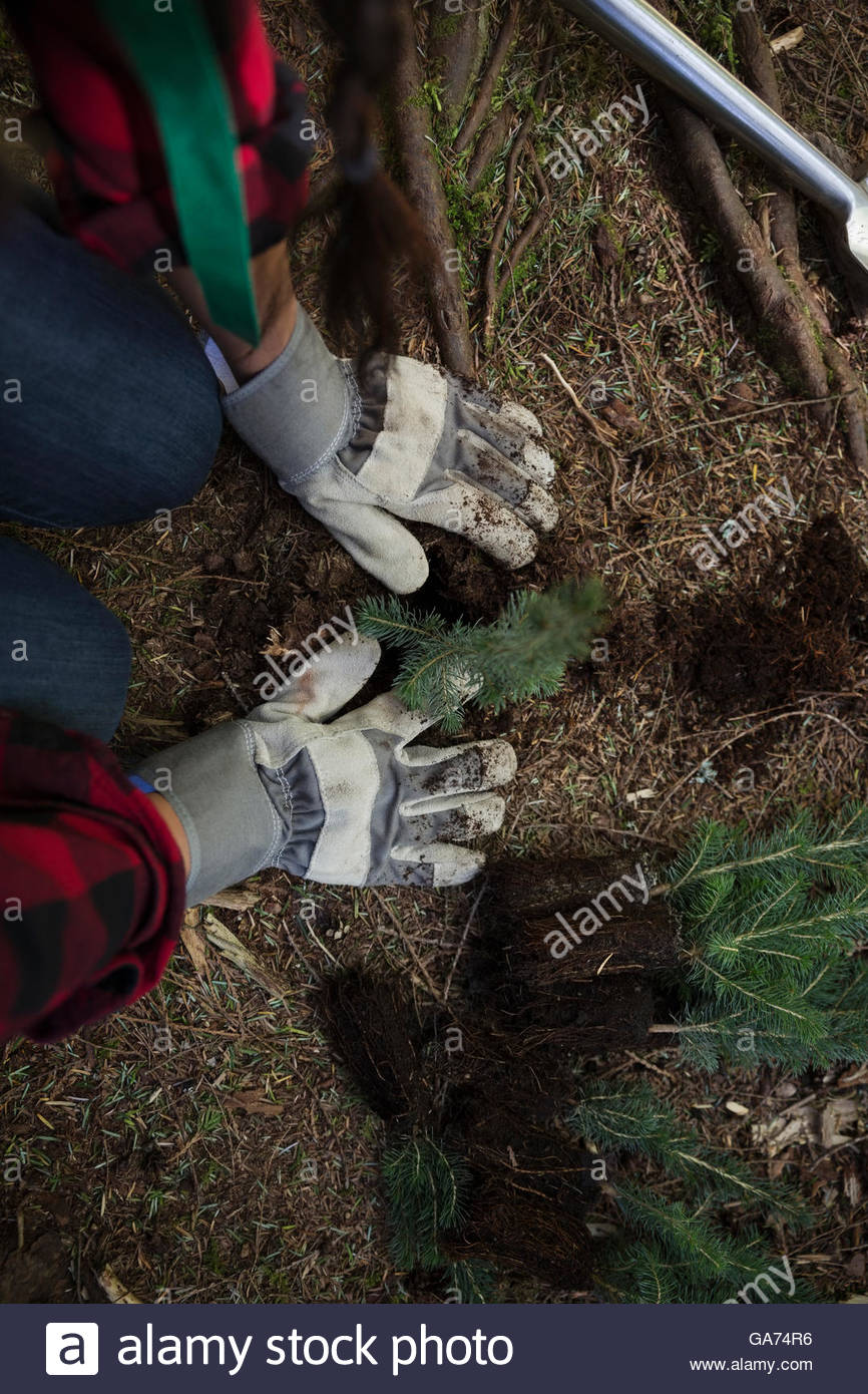 Planting tree volunteer hi-res stock photography and images - Alamy