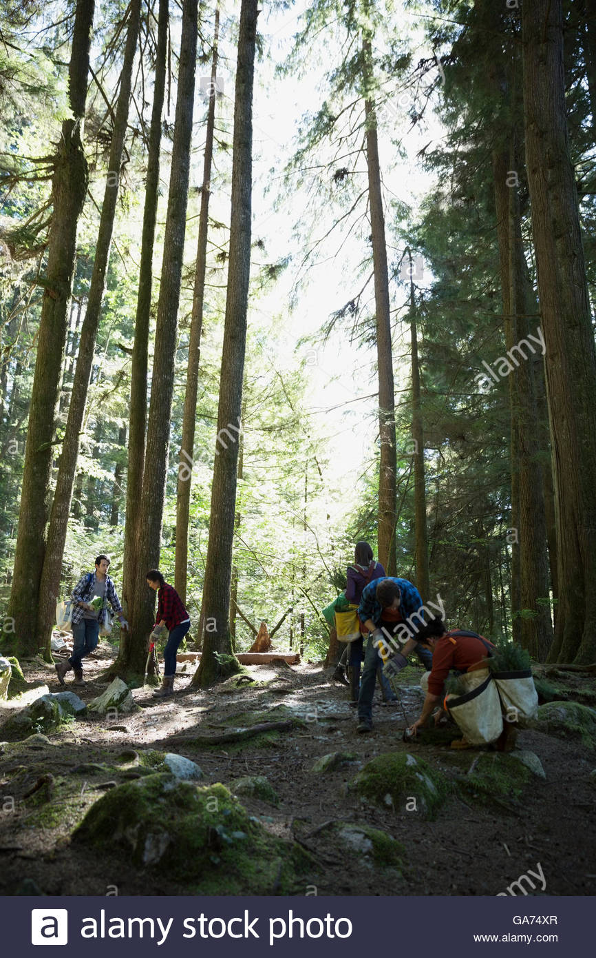 Volunteers planting trees in woods Stock Photo - Alamy