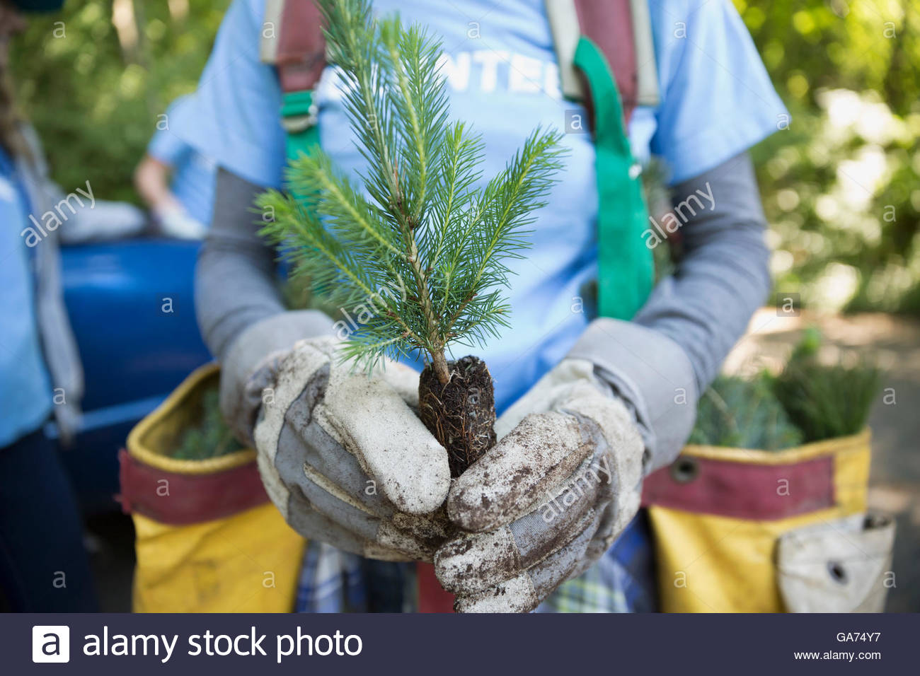 Close up tree planting volunteer holding tree sapling Stock Photo - Alamy