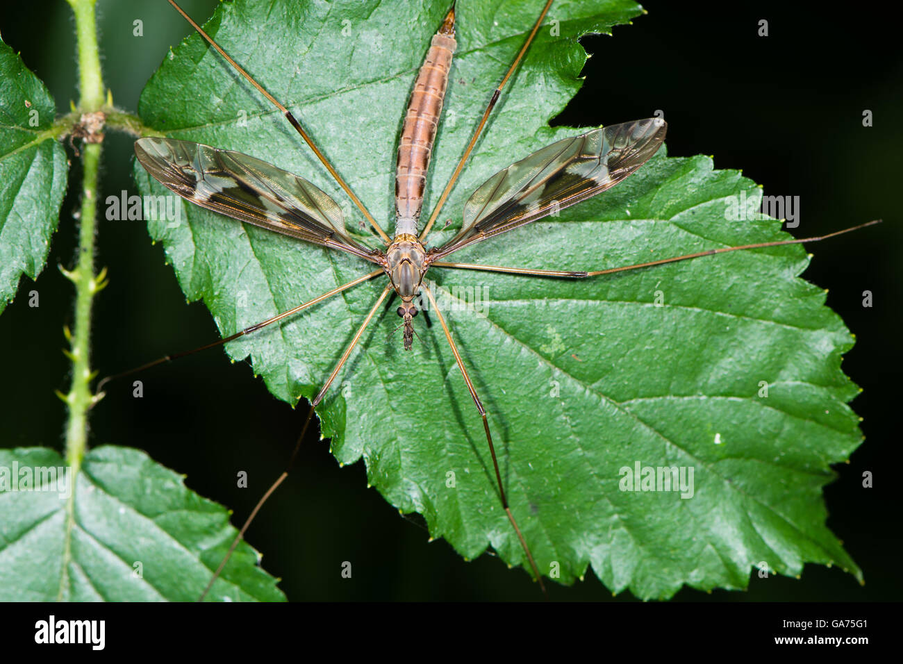 Tipula maxima cranefly. Largest British crane-fly in the family ...