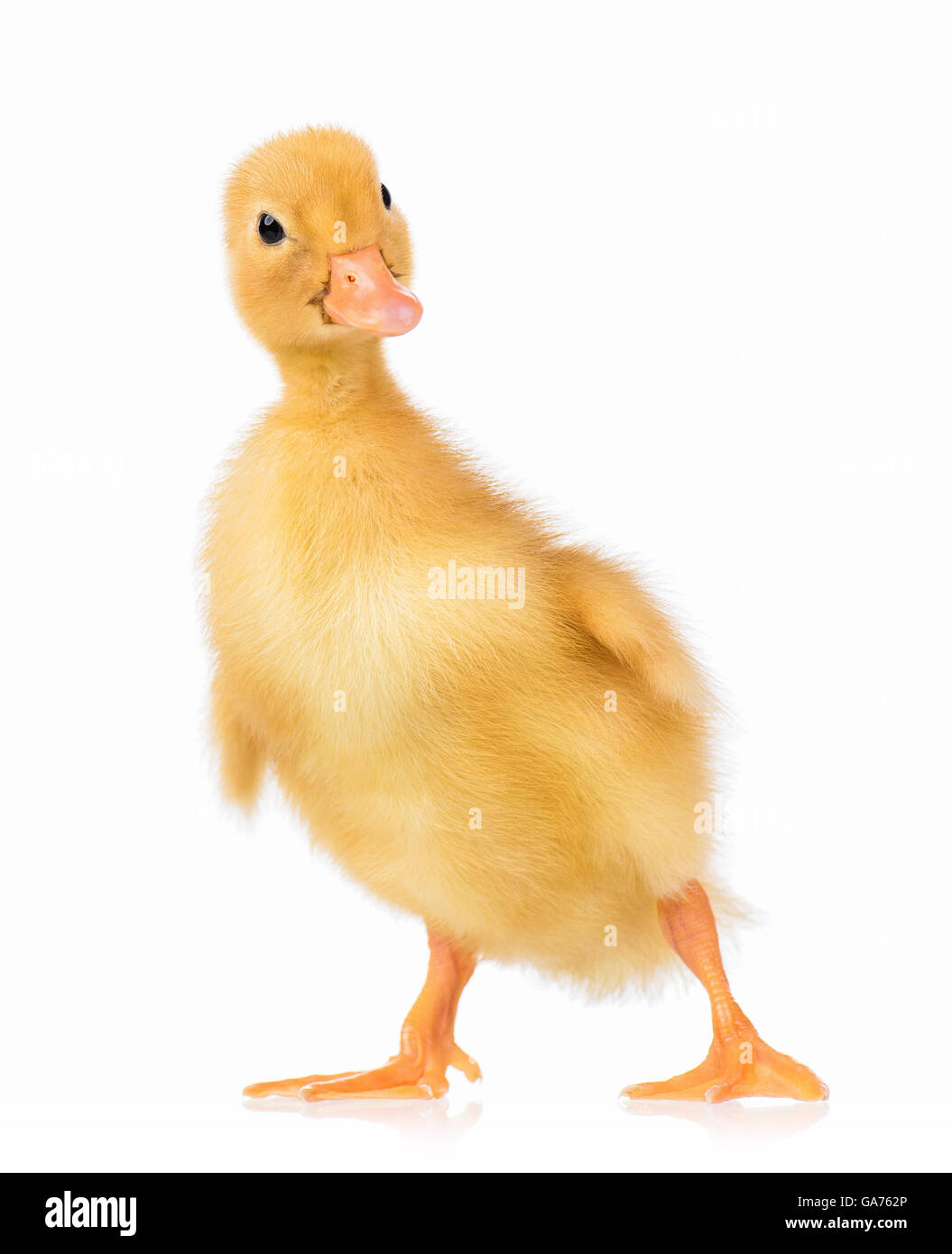 Cute little duckling Stock Photo - Alamy