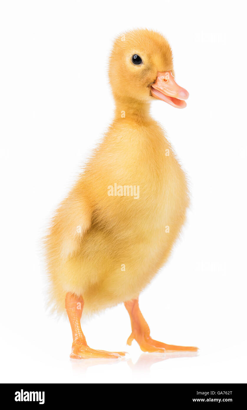 Cute little duckling Stock Photo - Alamy