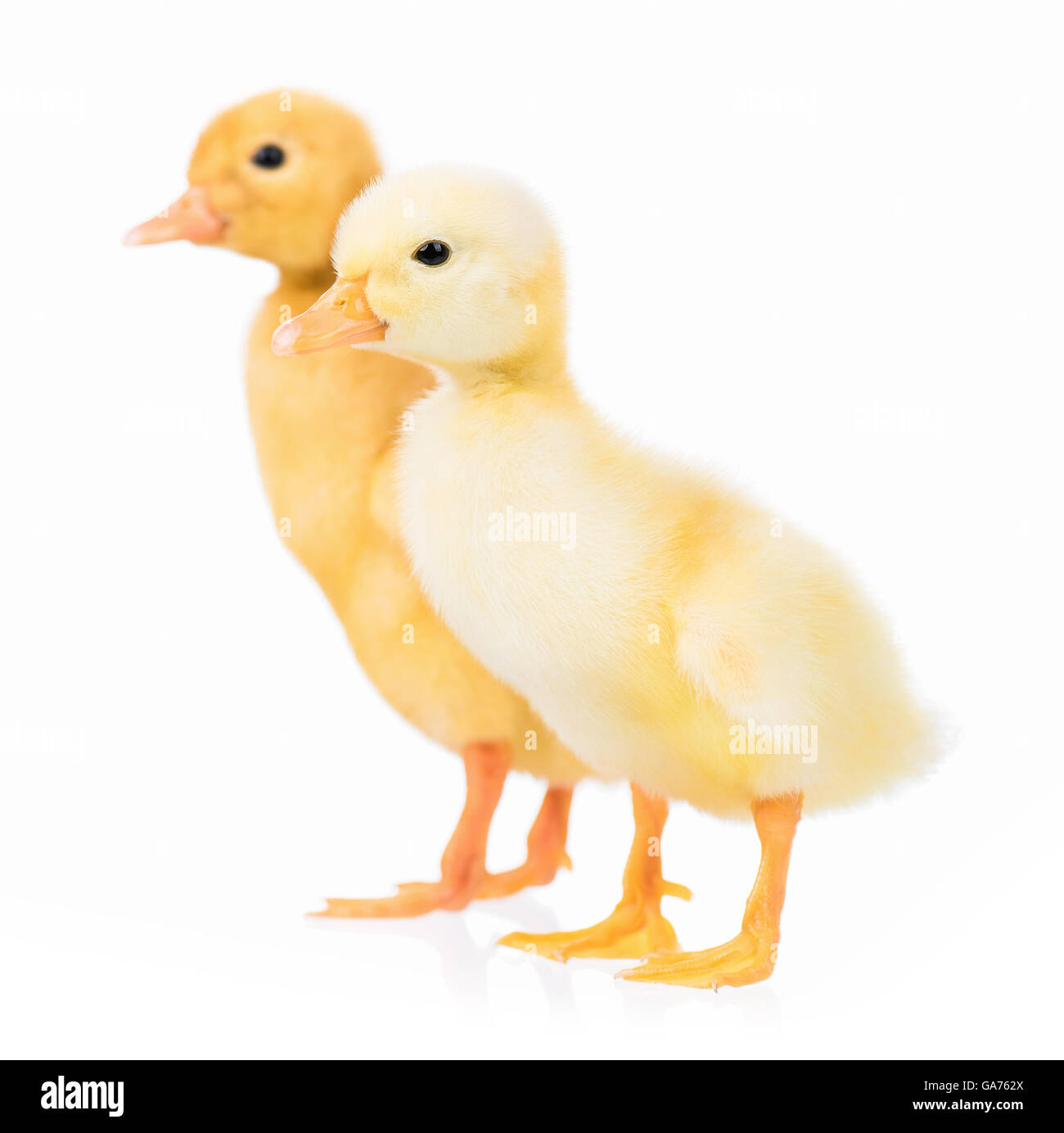 Cute little duckling Stock Photo - Alamy