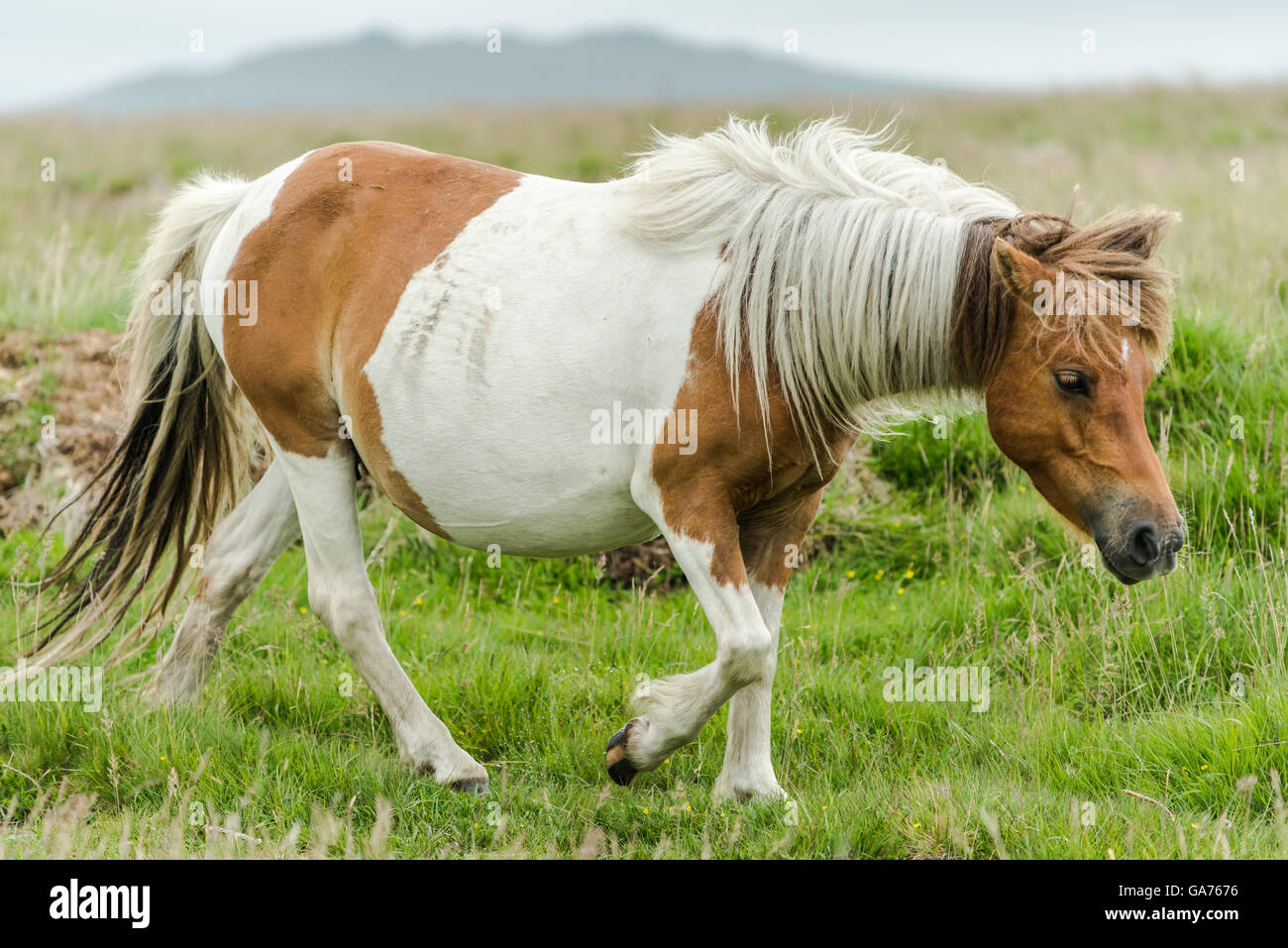 wild pony outdoor in countryside Stock Photo - Alamy