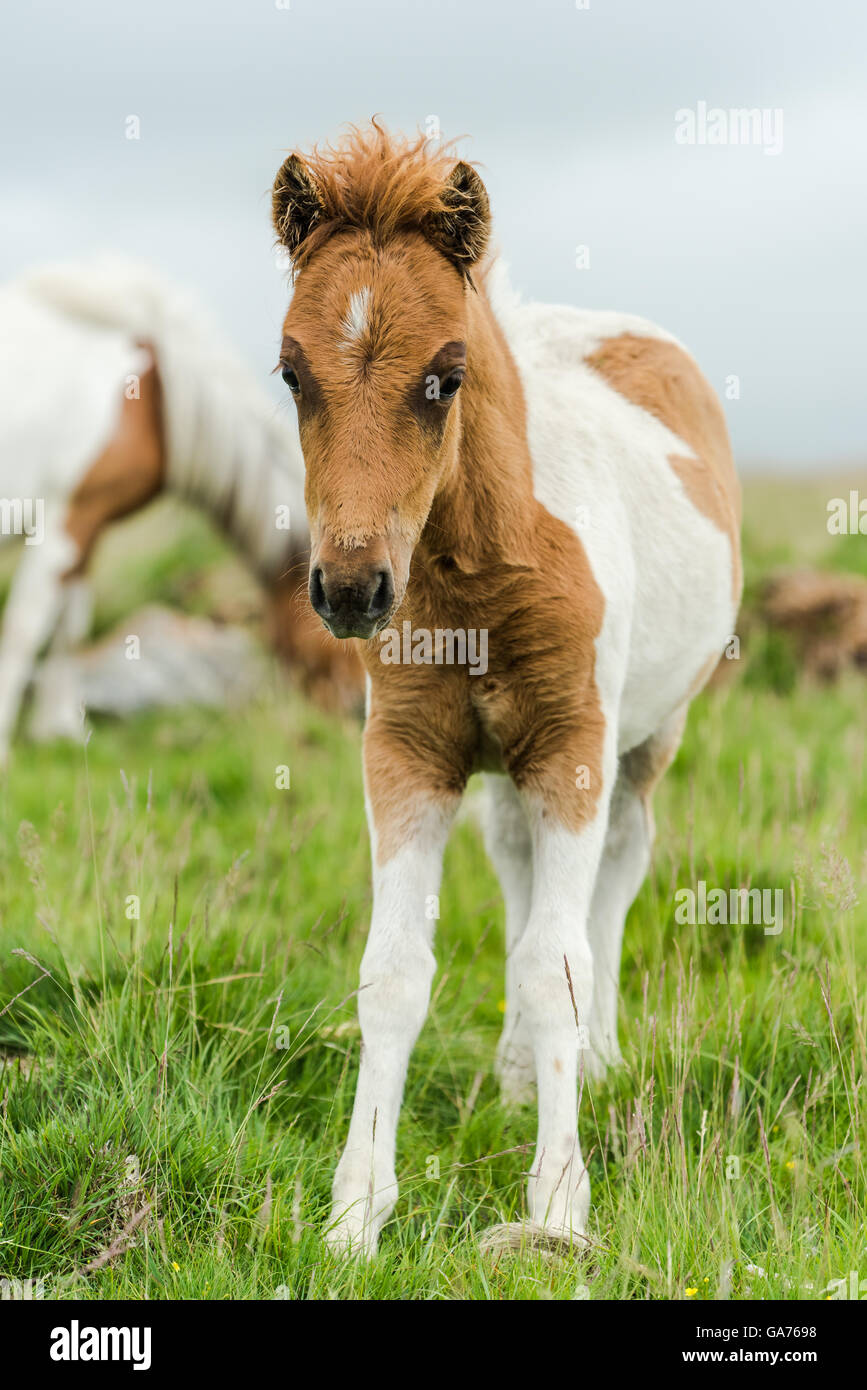 young miniature pony horse portrait Stock Photo - Alamy