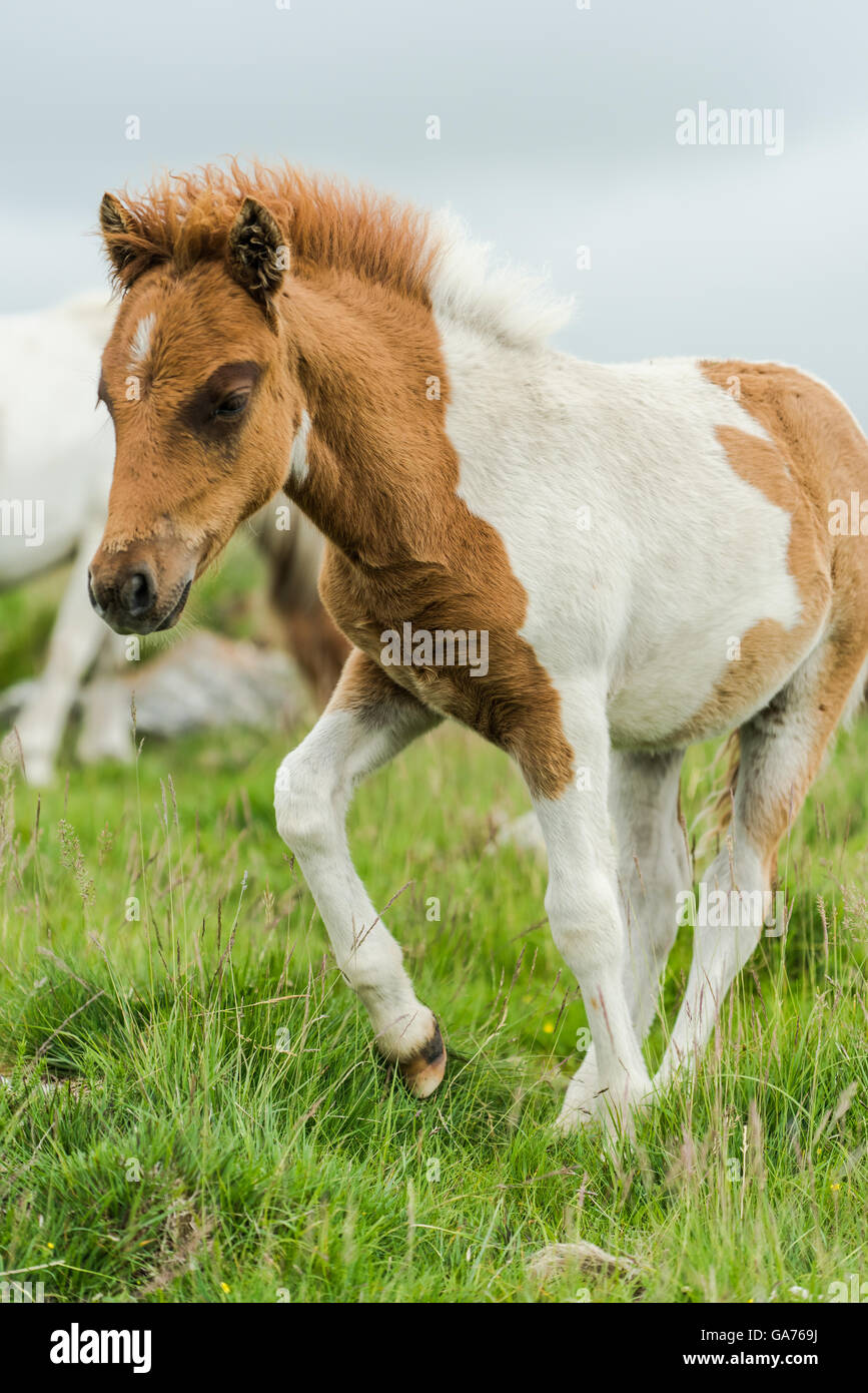young miniature pony horse portrait Stock Photo - Alamy