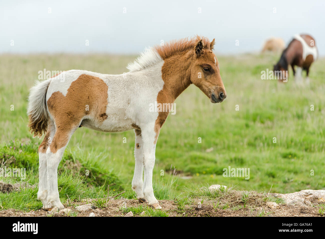 young baby miniature pony horse, horizontal picture Stock Photo - Alamy