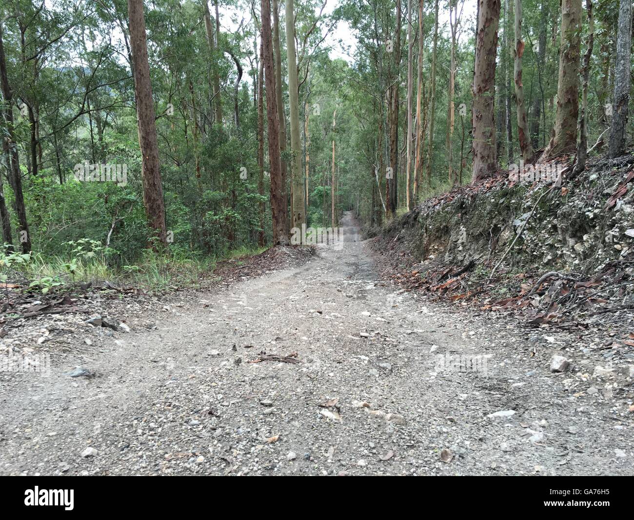 Bush Driving Track Stock Photo - Alamy