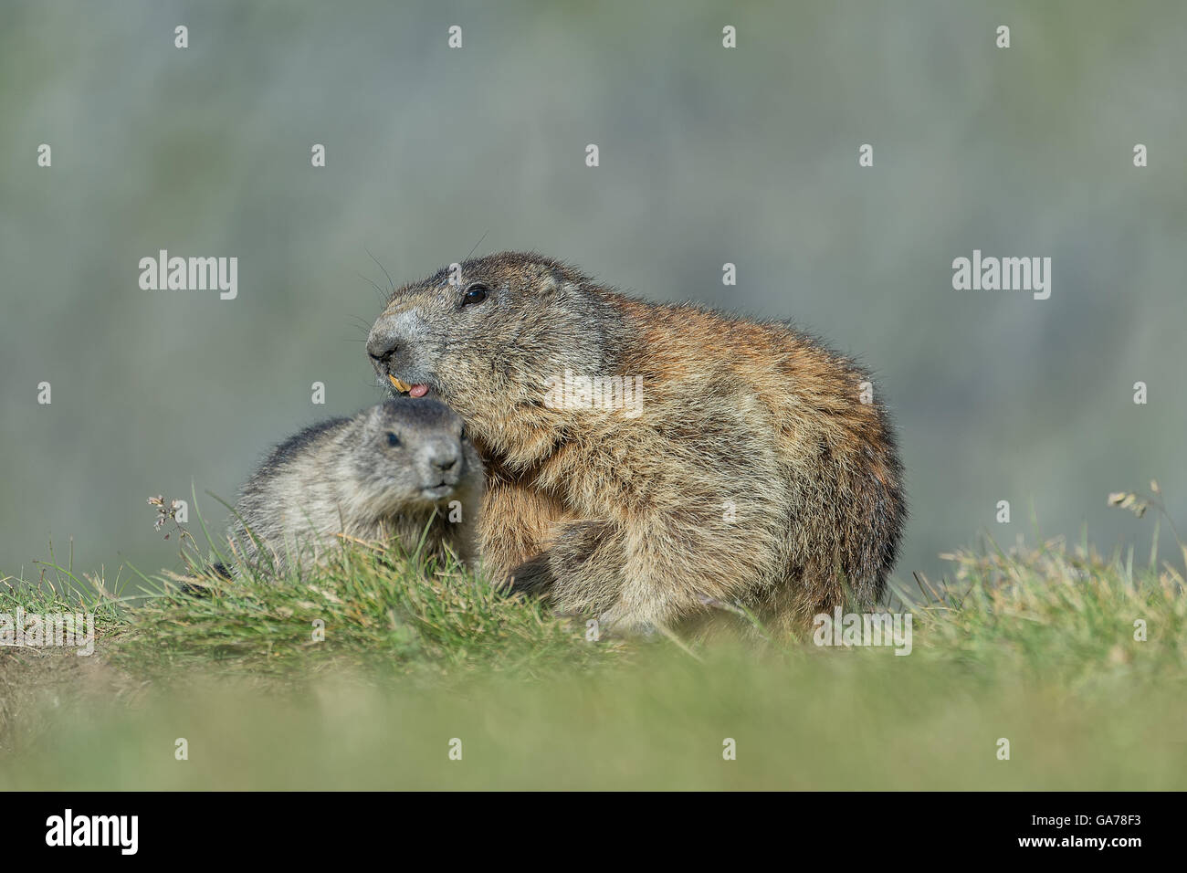 Juvenile alpine marmots marmota marmota hi-res stock photography and ...