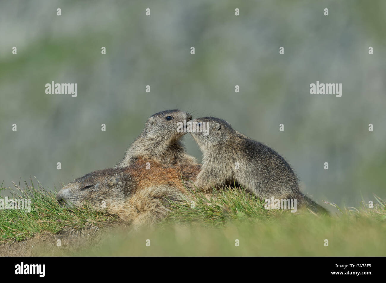 Marmot (Marmota marmota Stock Photo - Alamy