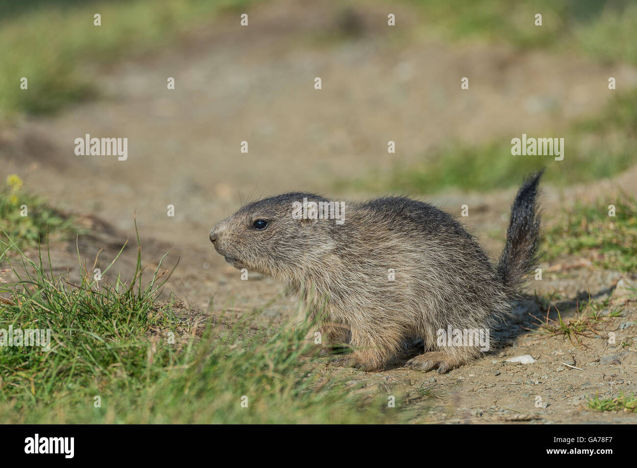 Juvenile alpine marmots marmota marmota hi-res stock photography and ...