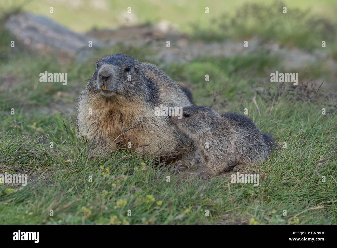 Marmot (Marmota marmota Stock Photo - Alamy
