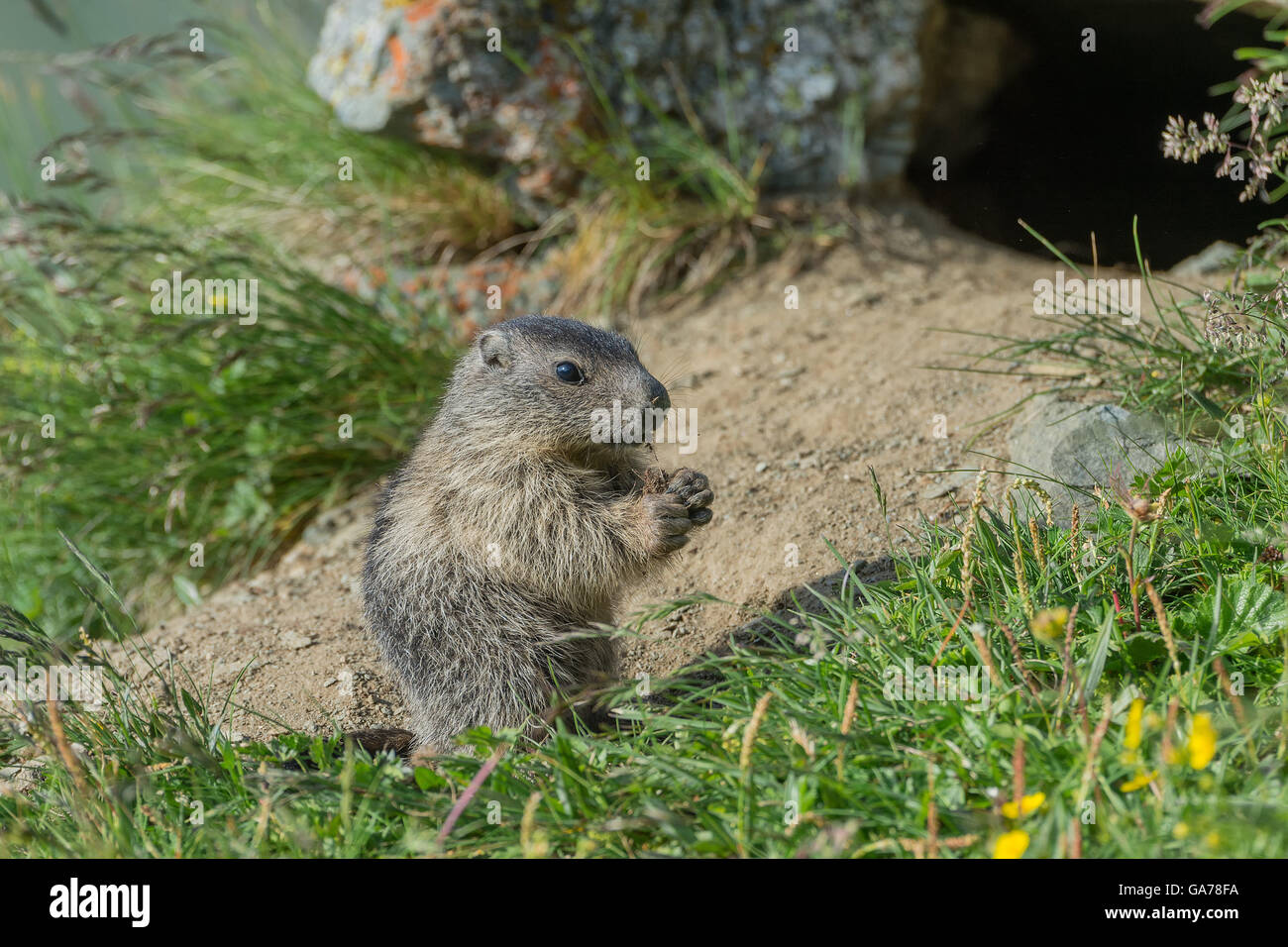 Marmot (Marmota marmota Stock Photo - Alamy