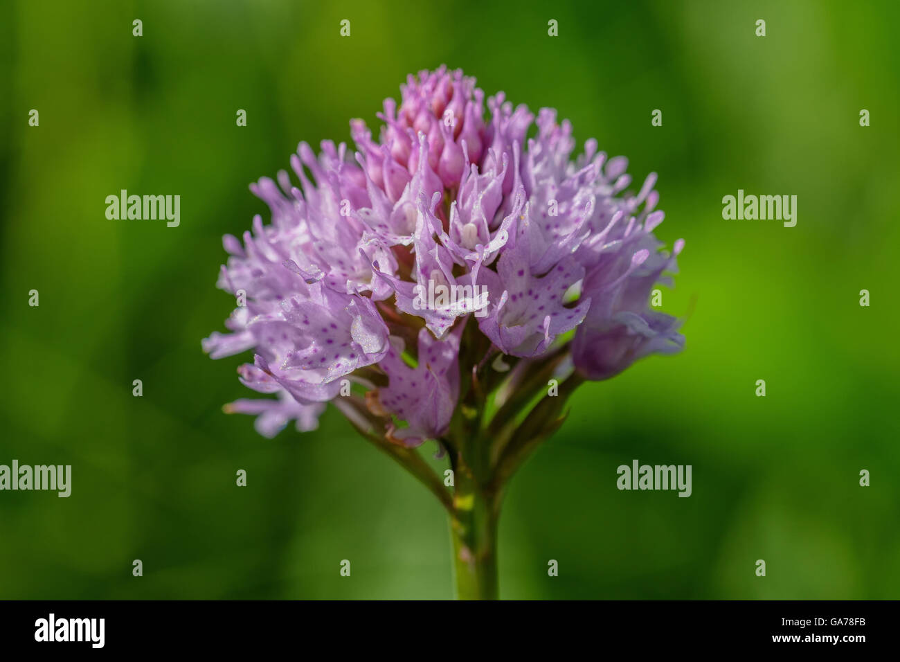 Round-headed orchid (Traunsteinera globosa Stock Photo - Alamy
