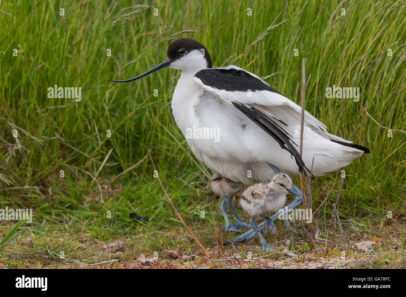 10 avocets hi-res stock photography and images - Alamy