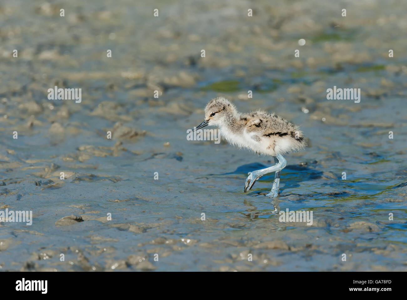 Pied Avocet (Recurvirostra avosetta Stock Photo - Alamy