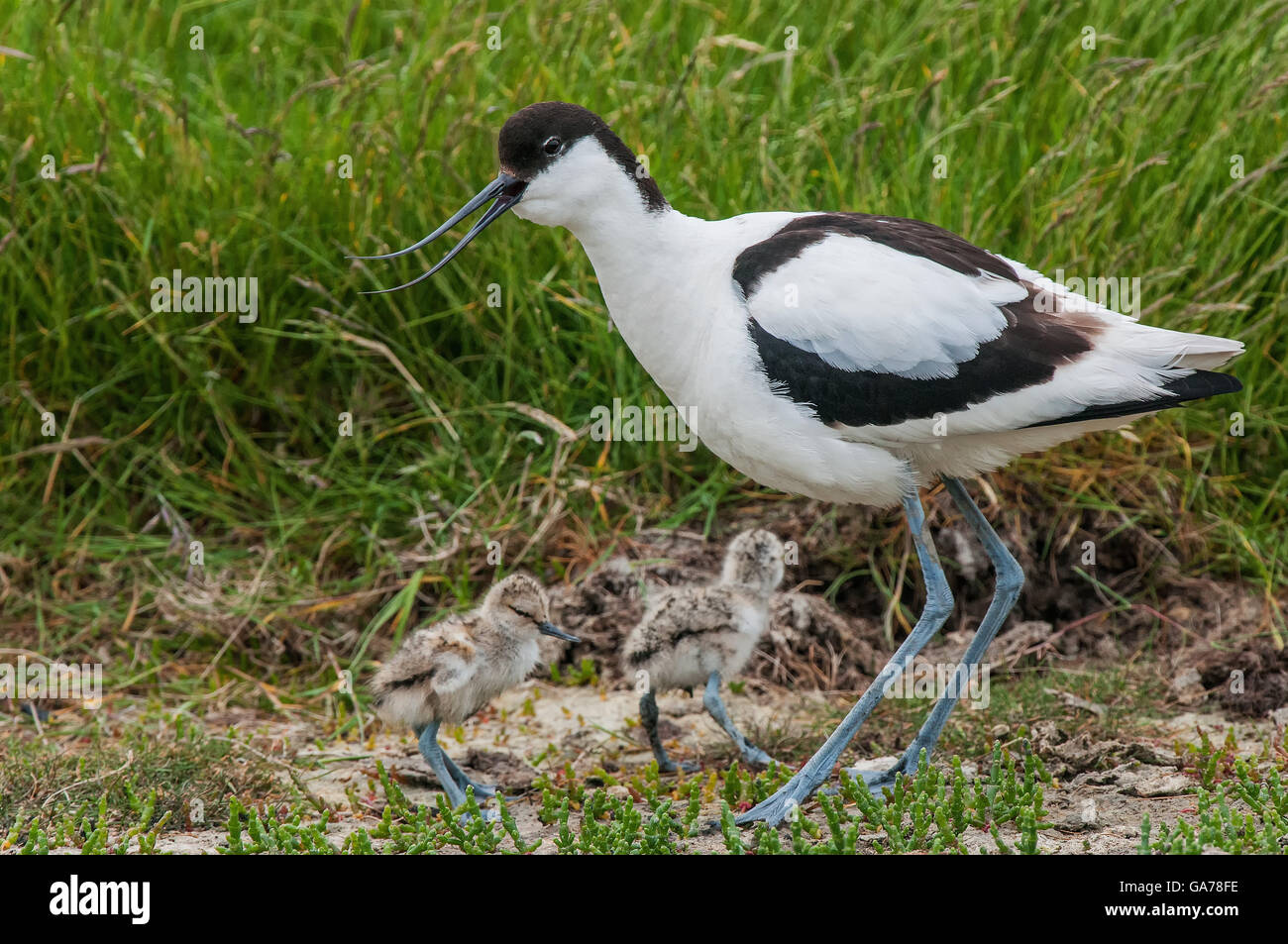 Pied Avocet (Recurvirostra avosetta Stock Photo - Alamy