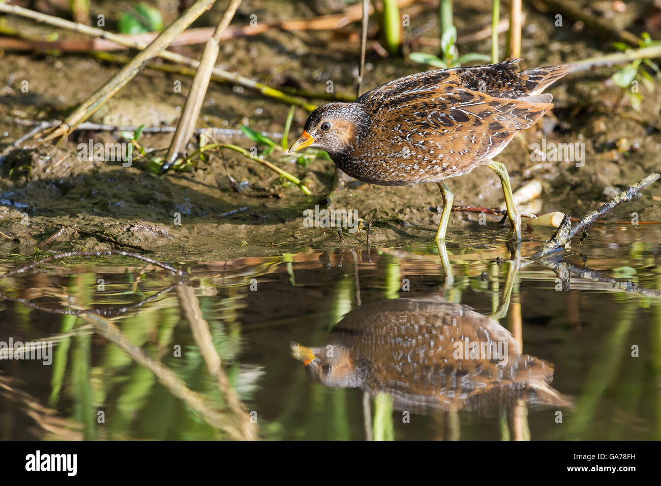 Spotted Crake (Porzana porzana Stock Photo - Alamy