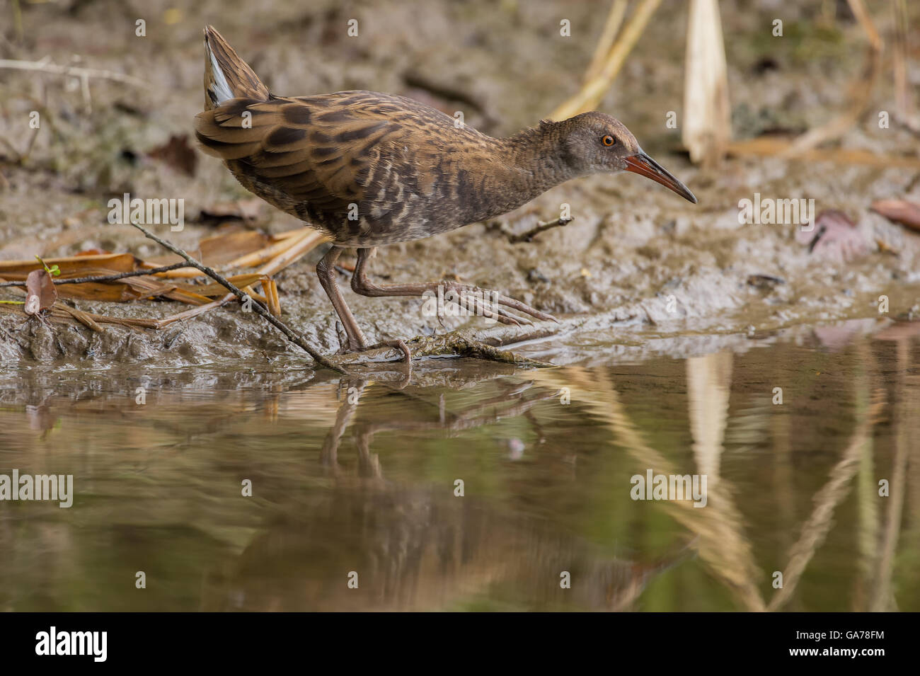 Wasserralle (Rallus aquaticus) Water Rail (Rallus aquaticus Stock Photo ...