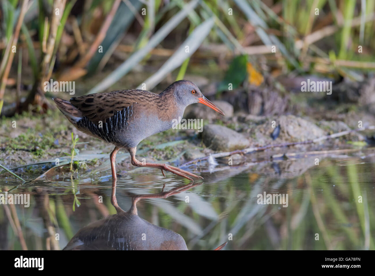 Wasserralle (Rallus aquaticus) Water Rail (Rallus aquaticus Stock Photo ...
